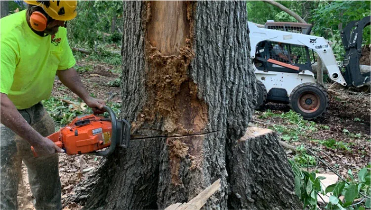 Tree Removal | Tree Removal Company | Concord & Kannapolis, NC | Sidden ...